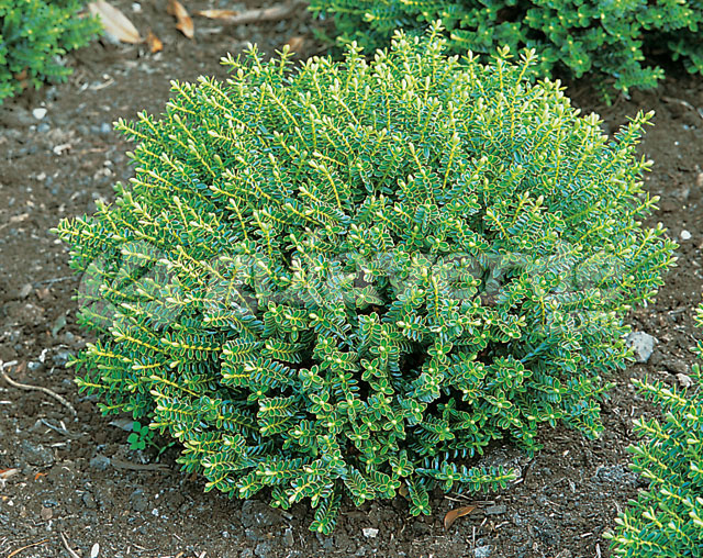 Verónica Postrata – Cubresuelos Chile