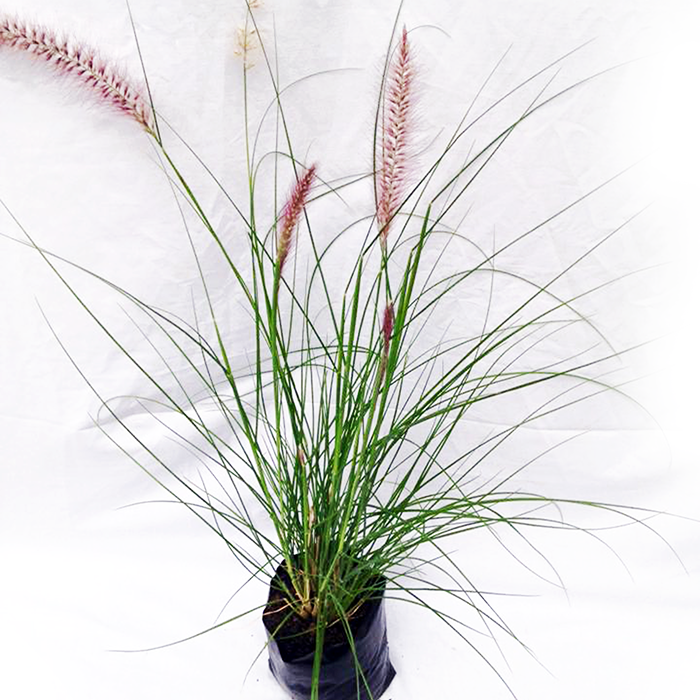 Penisetum Rupeliano – Pennisetum Ruppelianum – Cubresuelos Chile