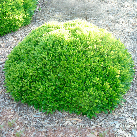 Arbusto Pittosporum Enano Pittosporum Compact Azarero Shrub